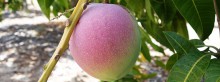 Mangoes Australia Home - Mangoes Australia